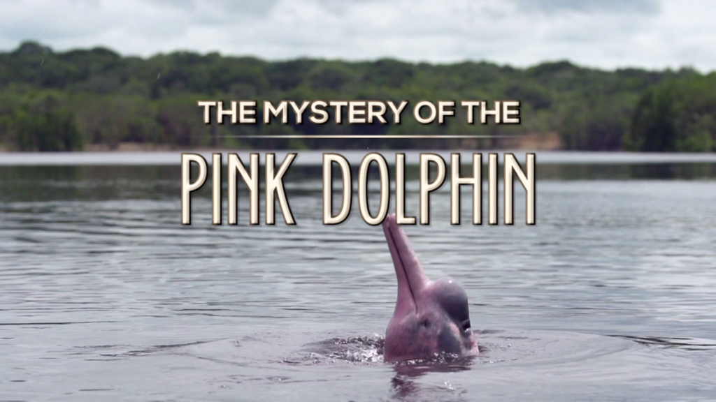 The mystery of the pink dolphin - Gerald Ladoul